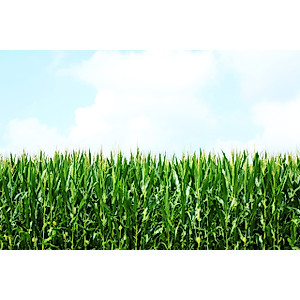 Preferred Popcorn Organic White Popcorn, 28 Ounce Bag, Pack of 4, 30 Servings Per Bag