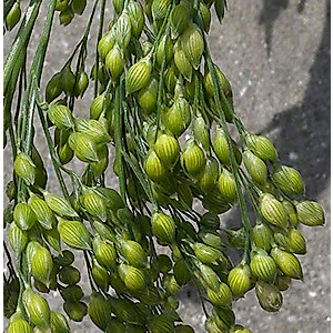 Proso Millet - Makes Great Amounts of Seeds for Birds - Beautiful in The Garden(100 - Seeds)