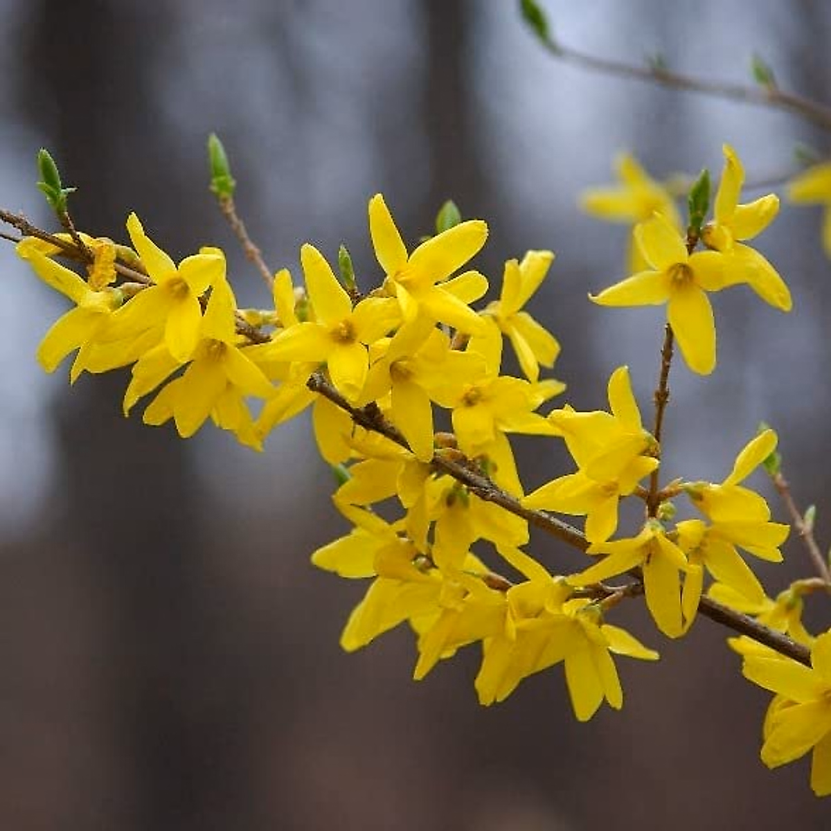 Yellow Lynwood Forsythia - 1 Gallon Established Potted Plant - Forsythia x Intermedia 'Lynwood Variety, Fast Growing Tree, Spring Color, Spring Blooms, Fall Color