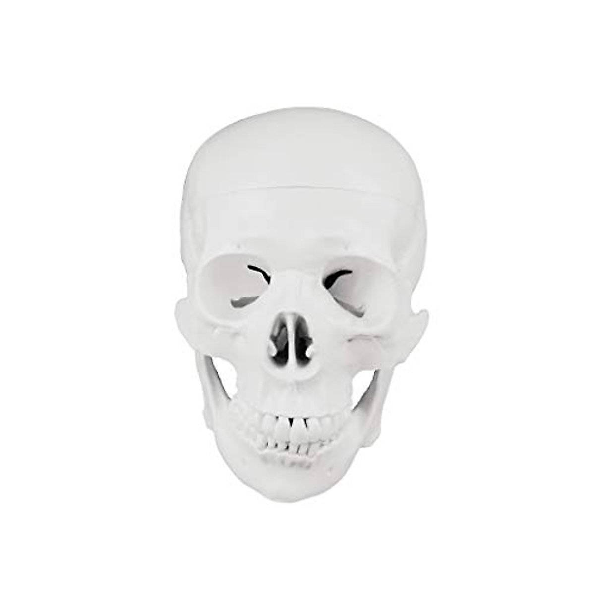 Vision Scientific VAS220-CC0 Life Size, Total Disarticulated Skeleton | Bones & Osteological Features Numbered for Identification | 3-Part Skull | Key to Numbered Structures W Manual & Carrying Case
