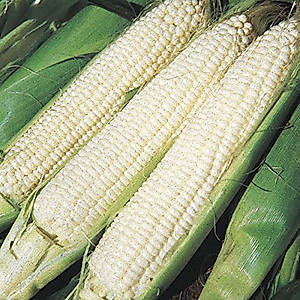 PAPAW'S GARDEN SUPPLY LLC. Helping The Next Generation Grow! Silver King Hybrid Sweet Corn Treated Seeds, Non-GMO, 1 Pack of 400 Vegetable Seeds
