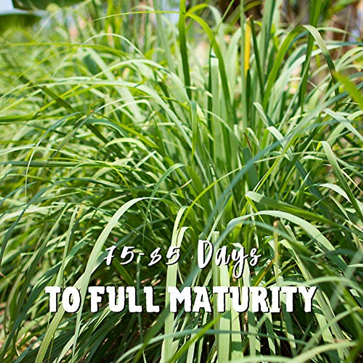 Lemon Grass Seeds for Planting Outdoor - 250 Mg Packet - Non-GMO, Heirloom Culinary Herb Garden Lemongrass Seeds - Cymbopogon citratus