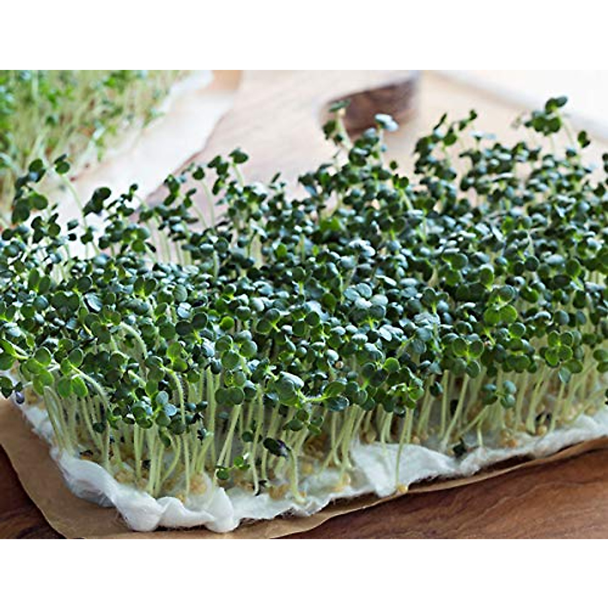 Broccoli Seeds for Sprouting Sprouts Microgreens (8 oz of Pure Seed. Country Creek LLC. Brand.