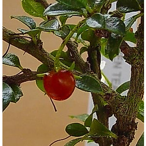 Fukien Tea Bonsai Tree - Carmona microphylla - 6" Pot - Indoor Houseplant