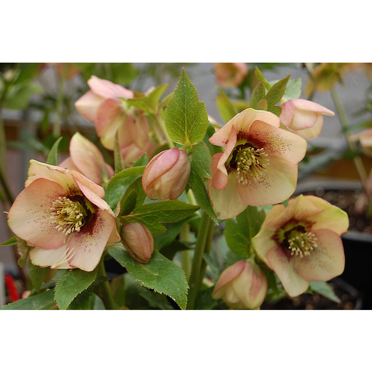 Perennial Farm Marketplace (Helleborus W.J. 'Apricot Blush') Perennial, 1 Quart, Peachy Yellow Flowers with Rose-Pink Veins