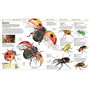 Animal! (DK Knowledge Encyclopedias)