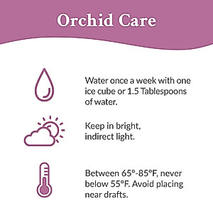 Just Add Ice JA5002 Purple Orchid in White Evi Ceramic Pottery, Live Indoor Plant, Long-Lasting Fresh Flowers, Easy to Grow Gift for Wife, Mom, Friend, Mini Home Décor Planter, 2.5" Diameter, 9" Tall