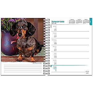 Dachshunds | 2023 6 x 7.75 Inch Spiral-Bound Wire-O Weekly Engagement Planner Calendar | New Full-Color Image Every Week | BrownTrout | Animals Dog Breeds Pets
