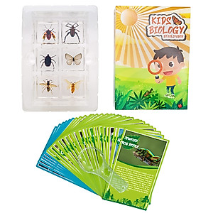 6 PCS Resin Insect Specimen Set, Butterfly, Jewel Frog Beetle, Silk Moth, Chafer, Stinkbug, Wasp, Science Education Toy for Kids