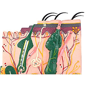 Educational Model Skin Model - 35X Enlarged Human Skin Anatomy Model - PVC Material Human Skin Model -for Science Classroom Teaching Study, lab Equipment