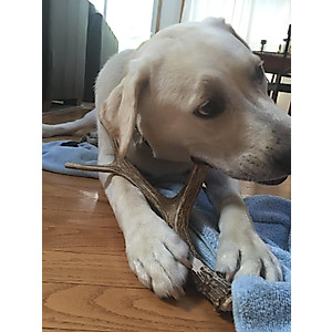 Big Dog Antler Chews - Deer Antler Dog Chew, Medium, 9 Inches to 13 Inches Long. Perfect for Your Medium to Large Size Dogs and Puppies! Grade A Premium. Happy Dog Guarantee!
