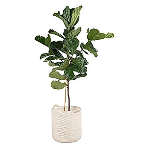 Kouboo Laguna Round Ear Handles, White-Wash Rattan Storage Basket