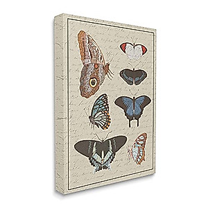 Stupell Industries Butterfly and Moth Study Vintage Cursive Script, Designed by Daphne Polselli Canvas Wall Art, 16 x 20, Multi-Color