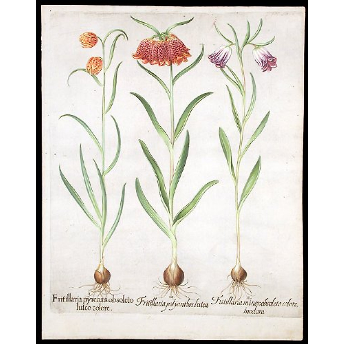 Fritillaria pyrenµa obsoleto luteo colore [Small flowered fritillary]; Fritillaria minor obsoleto colore inodora [Fritillary]; Fritillaria polyanthos lutea [Yellow fritillary]