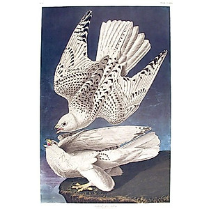 Iceland, or Jer Falcon. From"The Birds of America" (Amsterdam Edition)