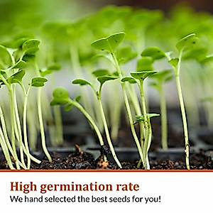 15 Heirloom Lettuce & Leafy Vegetable Seeds | 4000+ Seeds | Non GMO Seeds for Planting | Hydroponic Garden Seeds - Indoors or Outdoor