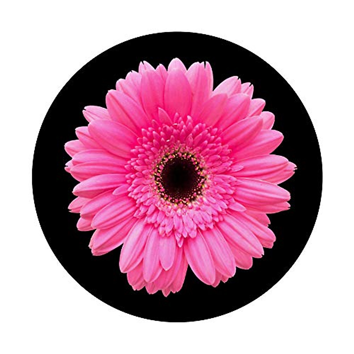 Pink Gerbera Daisy Flower Black Background PopSockets Swappable PopGrip