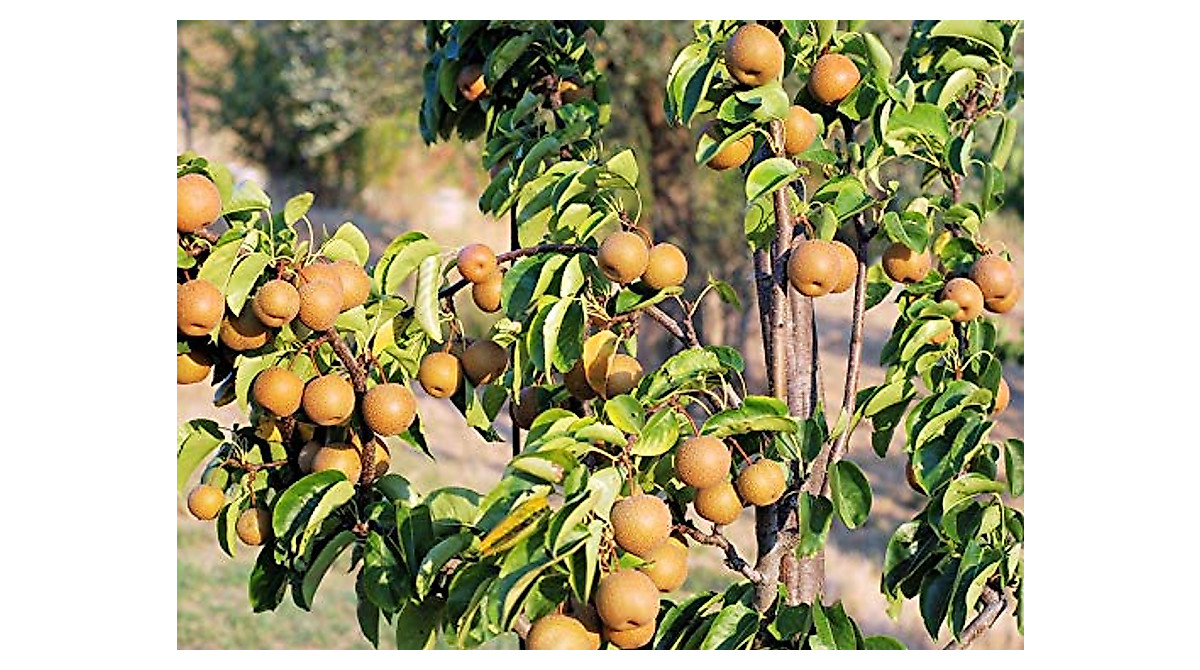 Asian Pear Seeds - Grow Your Own Delicious Fruit Tree Today