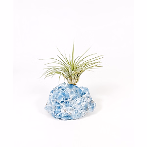 Thoughtful Birthday Gift for Plant and Crystal Lovers Blue Calcite Crystal Air Plant Holder Includes Air Plant and Gift Box Unique Meaningful Gift for Best Friend Girl Friend Boyfriend