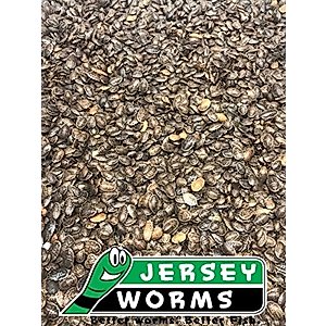 300 Medium Live Dubia Roaches by DBDPet | Live Arrival is Guaranteed | Shipped in Cloth Bags