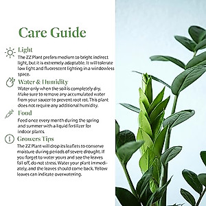 American Plant Exchange Live ZZ Plant, Zanzibar Gem Plant, Plant Pot for Home and Garden Decor, 6" Pot