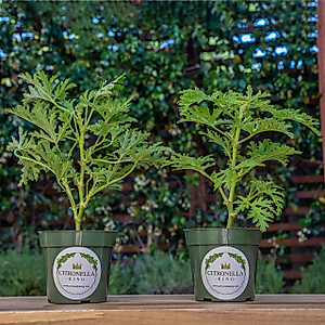 2 Citronella Plants, Mosquito Plant, Thriving Inside 4” Durable Nursery Pots, Live Plants