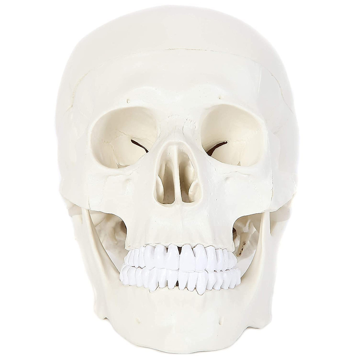 Alikeke Human Skull Anatomical Model, Human Anatomy Head Skeleton Model 4.5x3.5x3.5 in, Includes Full Set of Teeth, Removable Skull Cap and Articulated Mandible