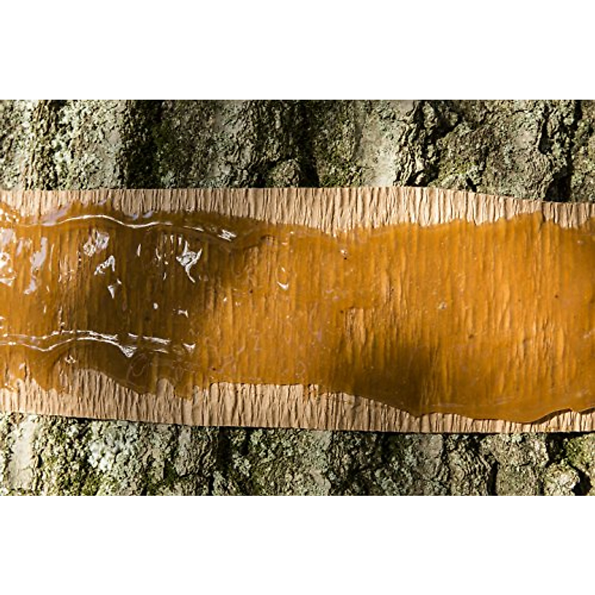 Tanglefoot Insect Barrier, 4.5 lb. Pail