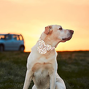MR. CHUBBYFACE Easter Dog Collar Carrot Dog Collar with Flower Adjustable Dog Collar Bowtie for Small Medium Large Dogs