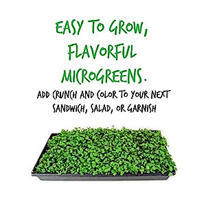 Purple Vienna Kohlrabi Garden Seeds - 1 Oz - Non-GMO, Heirloom Vegetable Gardening & Microgreens Seeds