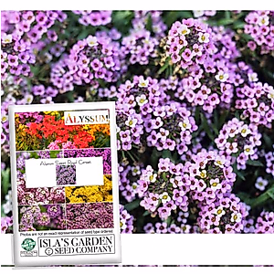 "Sweet Royal Carpet" Alyssum Flower Seeds, 1000+ Seeds Per Packet, (Isla's Garden Seeds), Non GMO Seeds, Botanical Name: Lobularia Maritima, Great Home Garden Gift