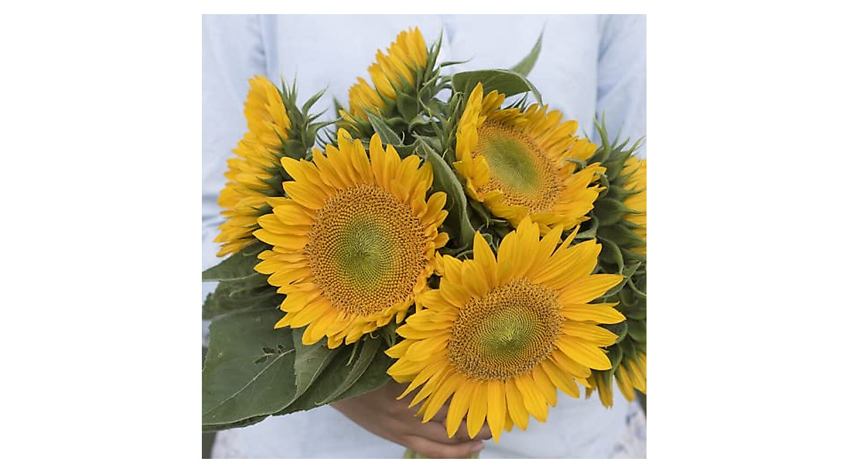 Sunrich Gold Sunflower Seeds – Vibrant, Pollen-Free Garden Blooms