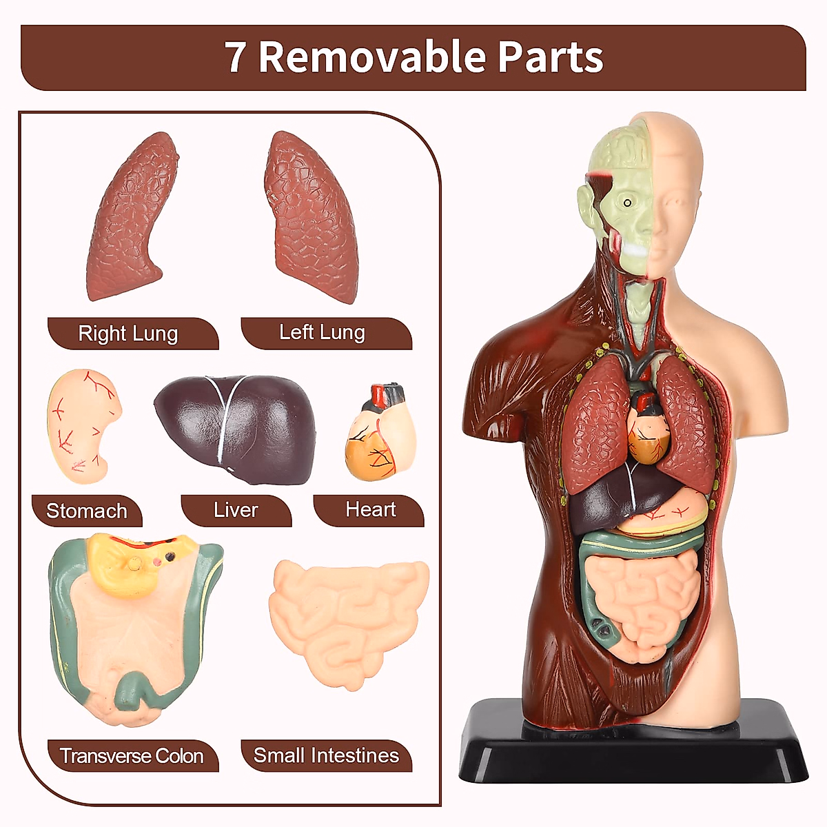 KlayBear 9.6 Inch Human Anatomy Model for Kids - 8 Pc Removable Parts Torso & Skeleton - Educational Organ Model for STEM Learning, Ages 3+