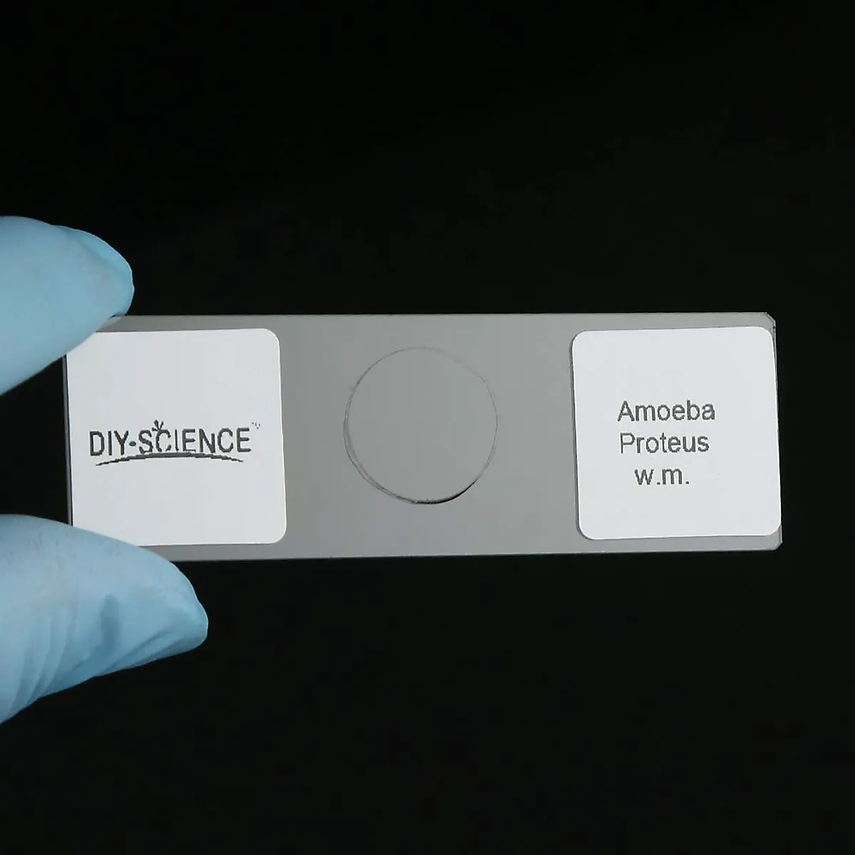 Prepared Apologia Biology Microscope Slides Set, Pack of 16pcs Specimens Specifically for Biology Course (Apologia Slides)