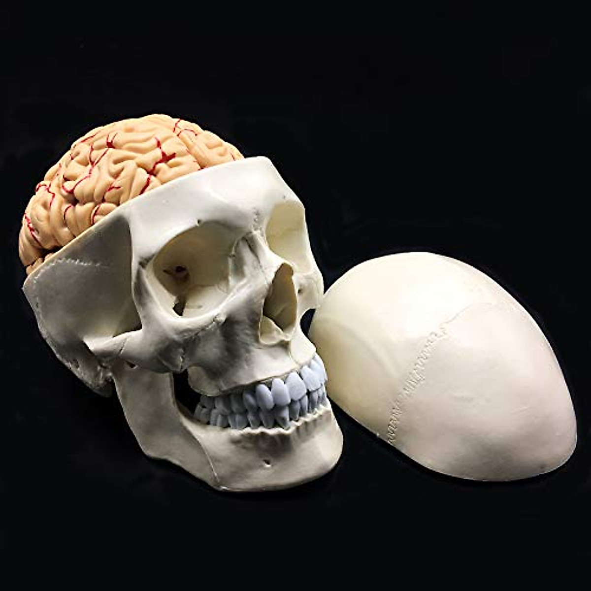 XINDAM Human Skull with Brain Anatomical Model 8-Part Life-Size Anatomy for Science Classroom Study Display Teaching Medical Model