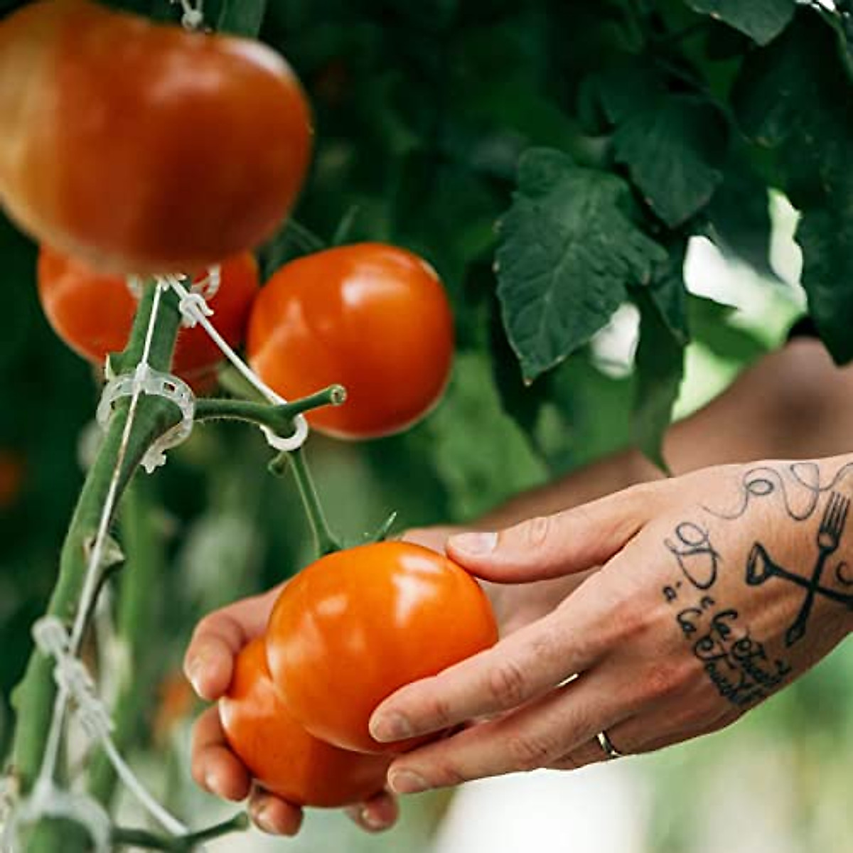 300 Pcs Plant Support Clips,Plant Clips for Climbing Plants Tomato Garden Vine Clips for Supporting Vegetables Plants Stalks,Vines,Climbing Plant Tomato Trellis Clips (White)