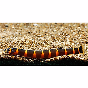 2" Banded Kuhli Loach Live Fish Aquatic Pets