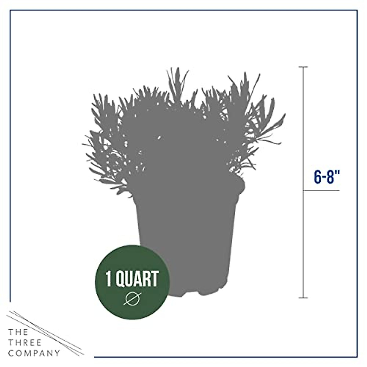 Live Aromatic and Edible Herb - Lavender (4 Per Pack), Natural Sleep Enhancer, 6" Tall by 4" Wide in 1 Pint Pot