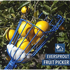 EVERSPROUT 12-Foot Fruit Picker (20+ Foot Reach) | Telescoping Fruit Picker Pole, Easy to Attach Twist-On Apple Basket | Lightweight, High-Grade Aluminum Extension Pole with Fruit Picker Basket