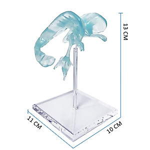 BXQQ Human Brain Ventricles Model, Enlarged Anatomical Model of Central Nerve of Amygdala and Thalamus in Ventricle