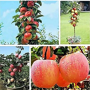 zcbang 30+ Bonsai Apple Tree Seeds Garden Yard Outdoor Living Fruit Seeds