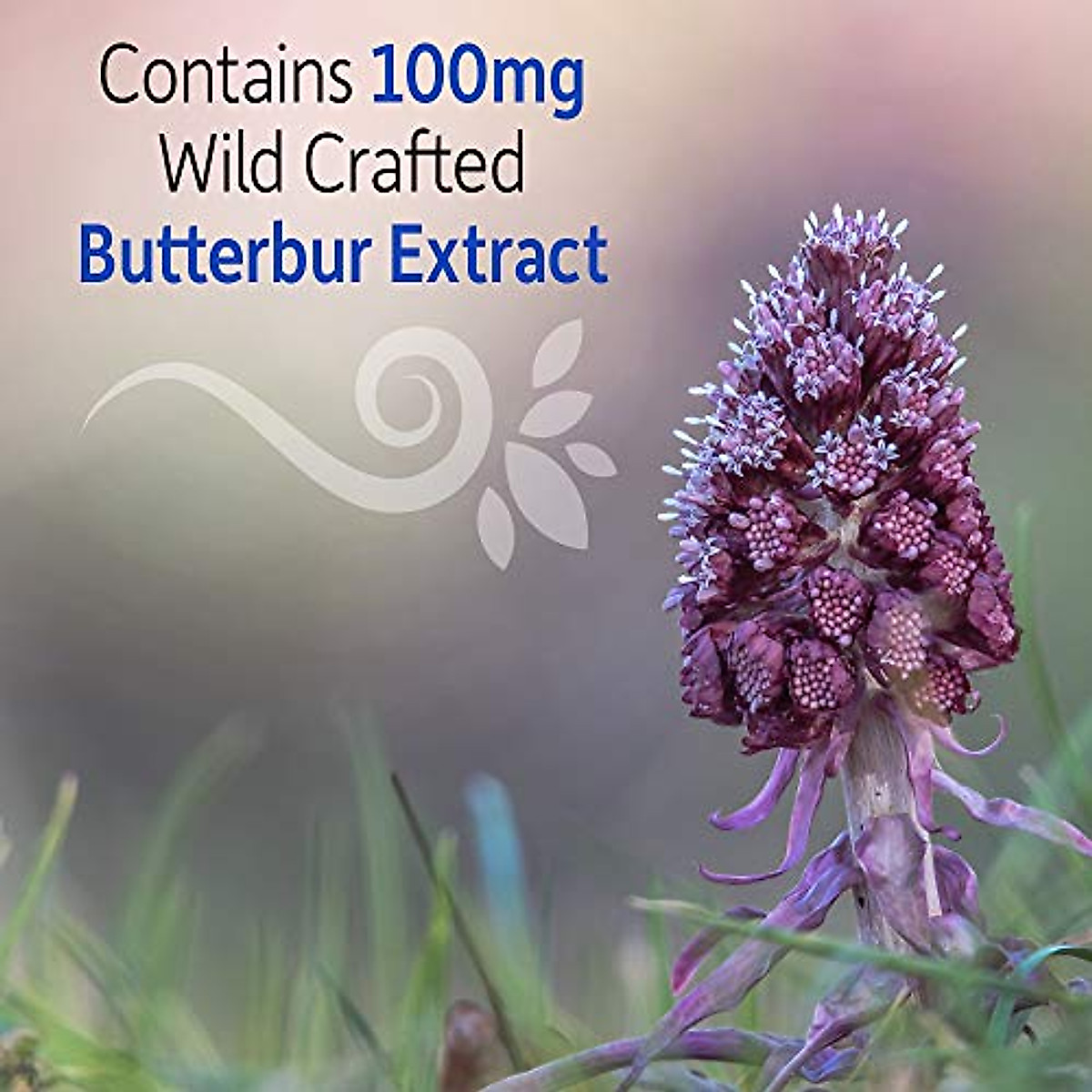 Garden of Life Sinus Care for Adults, Herbal Immune Balance Sinus Natural Support for Sinus Health, 100 mg Butterbur, Bromelain, Vitamin C, D3, Probiotics, Sinus Relief Supplements, 60 Capsules