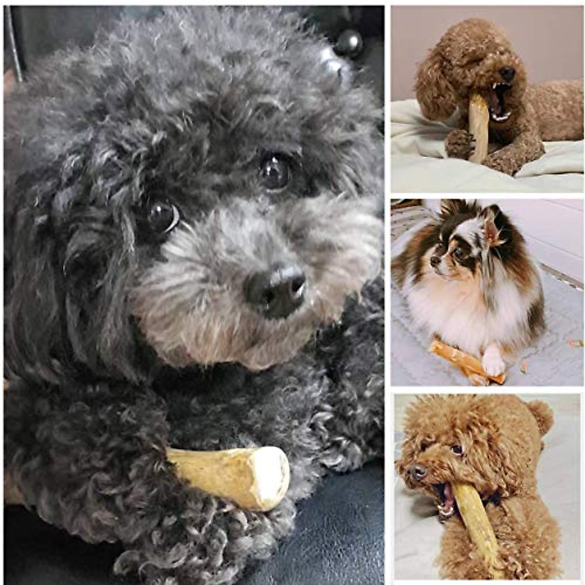 Pet Full House WoofWood Dog chew Sticks, Safe, Natural & Healthy chew Toys, Real Coffee Wood, Long Lasting, Durable chewable Stick and Toy, Aggressive chewers for Dogs, Dog chew Bones (Medium)