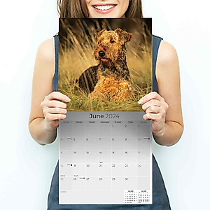2023 2024 Airedale Calendar - Dog Breed Monthly Wall Calendar - 12 x 24 Open - Thick No-Bleed Paper - Giftable - Academic Teacher's Planner Calendar Organizing & Planning - Made in USA