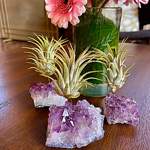 Set of 3 Small Amethyst Crystal Air Plant Holder Includes live Air Plant and Happy Birthday to You Gift Box