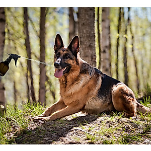 Nechtik Black Plastic Spray Bottles - 8 Oz, Pack Of 3, Leak Proof, BPA Free Material, Small Spray Bottle, Adjustable Trigger Mist to Stream And Off Modes.