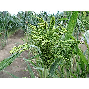 Proso Millet - Makes Great Amounts of Seeds for Birds - Beautiful in The Garden(100 - Seeds)