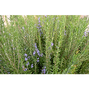 2 Live Potted Rosemary Herb Plants Grown in Quart Pots - Container Plant or for The Garden - Naturally Grown