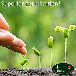 Heirloom Tomato Collection Seeds for Planting, Non-GMO Heirloom Tomatoes, Open Pollinated Garden Seed - Black Krim, Cherokee Purple, Yellow Brandywine, Red Pear, and Yellow Pear, BBB Seed