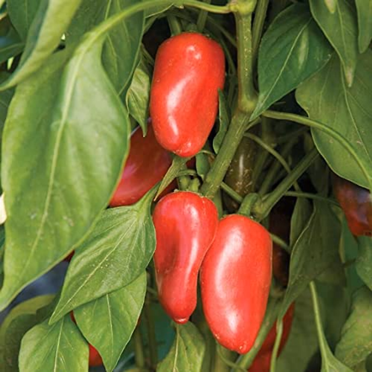 60+ Lunchbox Sweet Snacking Pepper Seeds Red Orange Yellow Non-GMO
